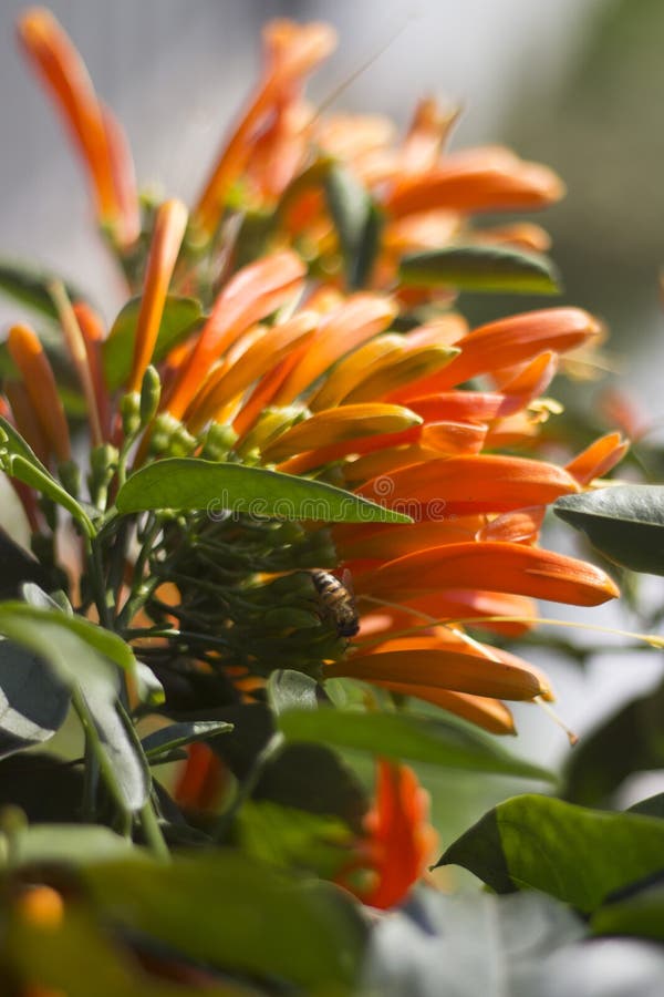 Orange climbing Plant stock image. Image of garden, honey - 98048571