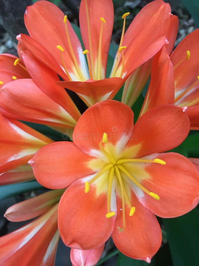 Orange Clivia Miniata Flower Stock Photo - Image of floral, blooming ...
