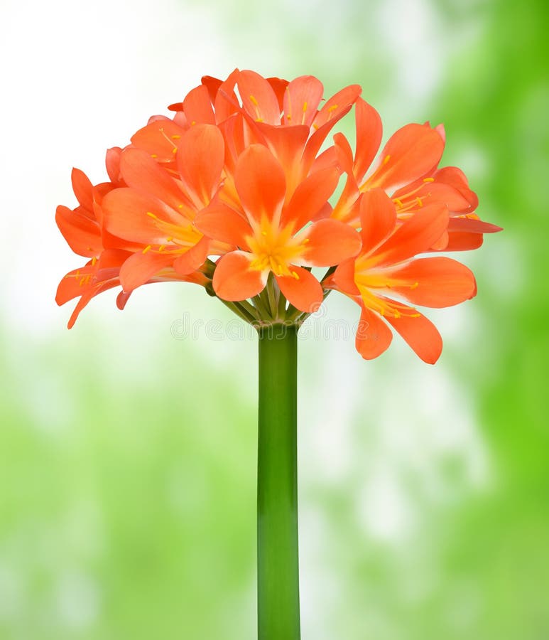 Orange Clivia miniata stock photo. Image of grow, spring - 31024578