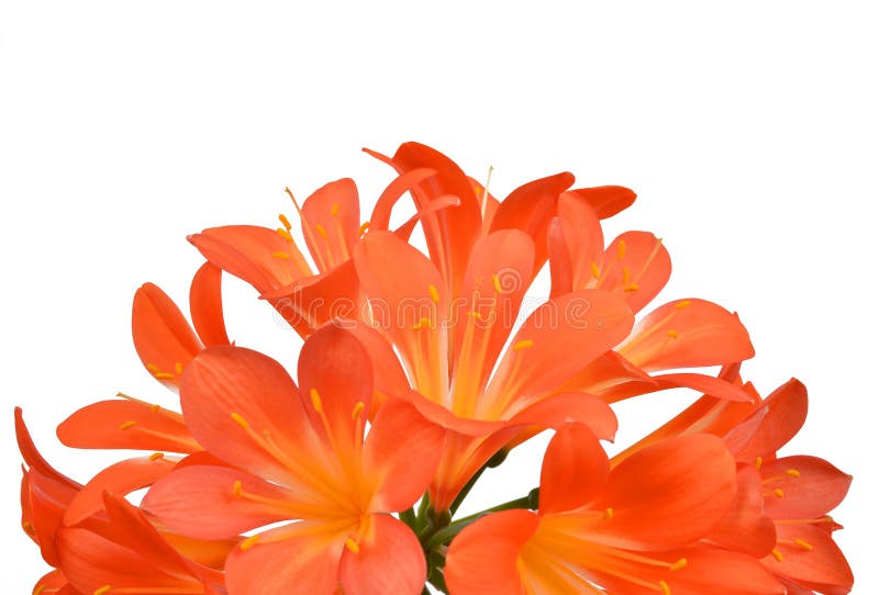 Orange Clivia miniata stock image. Image of cluster, show - 39876269
