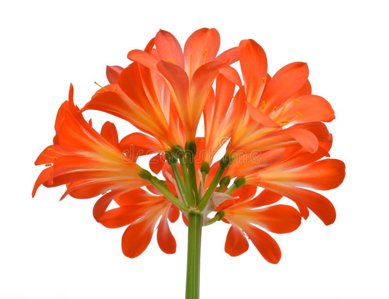 Orange Clivia miniata stock photo. Image of nature, floriculture - 17753836