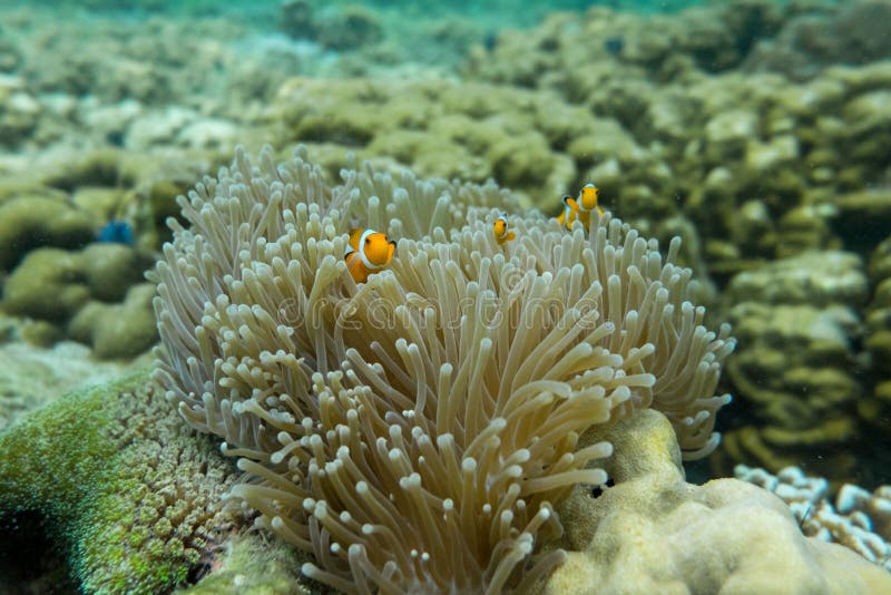 Orange clown fish stock image. Image of aquatic, nemo - 136603203