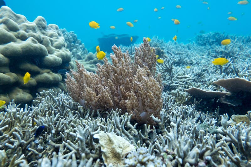 Orange clown fish stock image. Image of orange, nemo - 136603291
