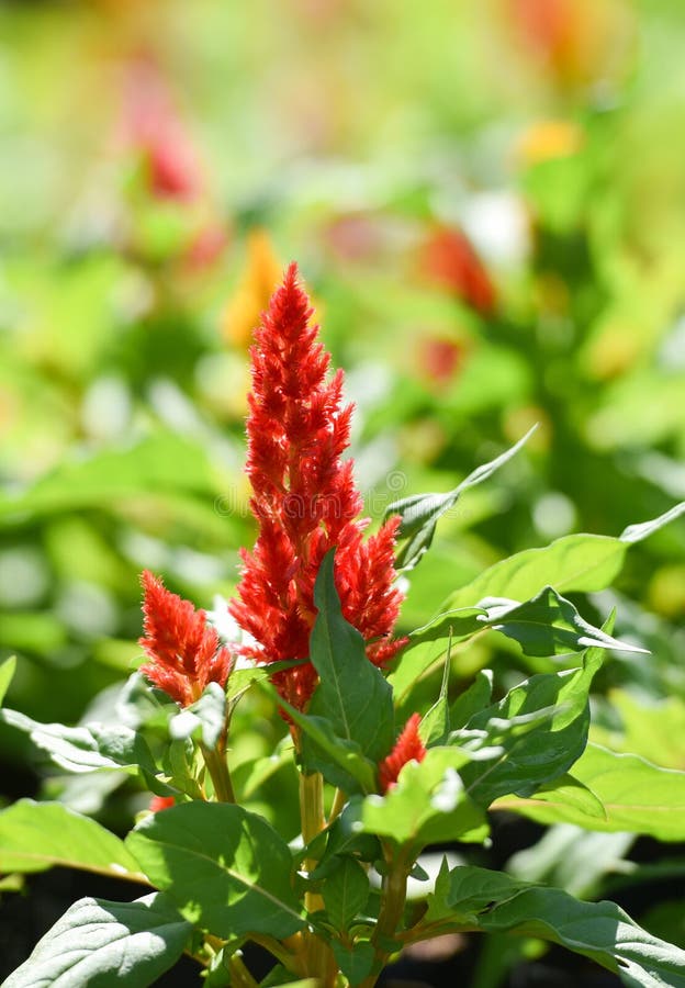 Orange Cockscomb flower stock photo. Image of beautiful - 105451330