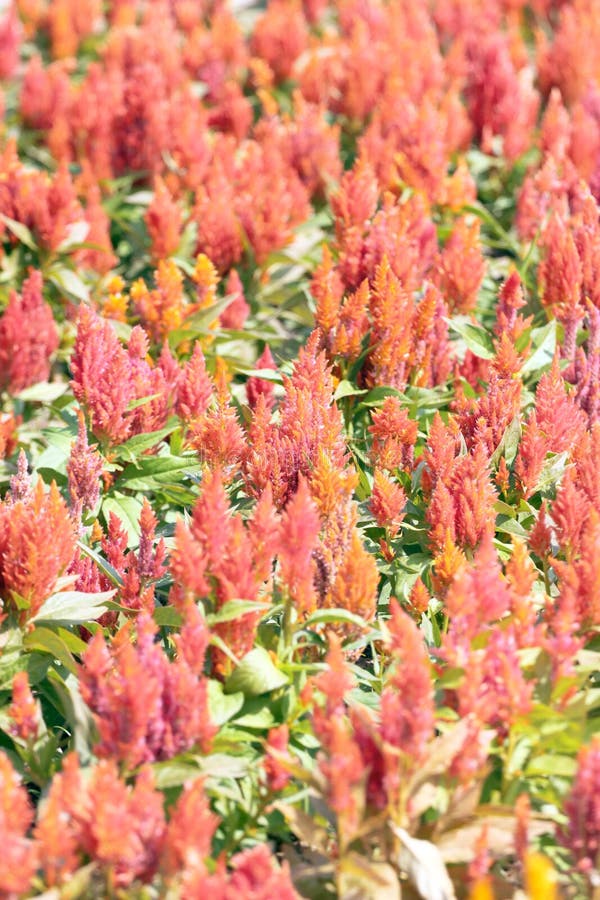 Orange Cockscomb flower. stock image. Image of orange - 36942585