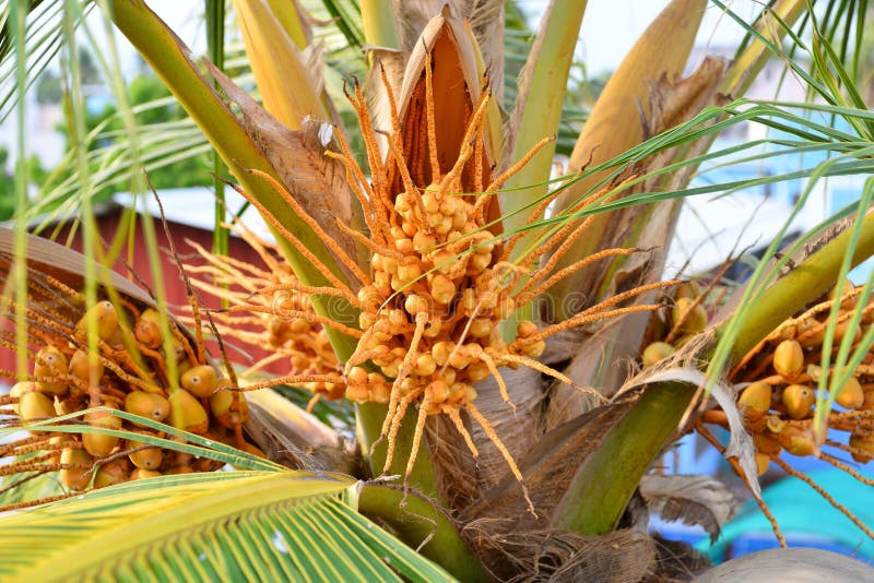 Orange Coconut Palm at Sunset Stock Photo - Image of tree, tropical ...