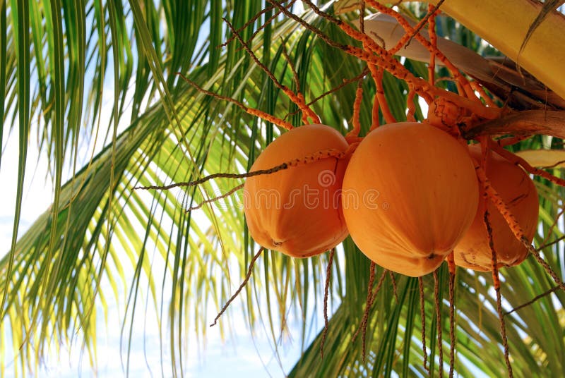 Orange Coconut Tree stock photo. Image of details, pretty - 5338148