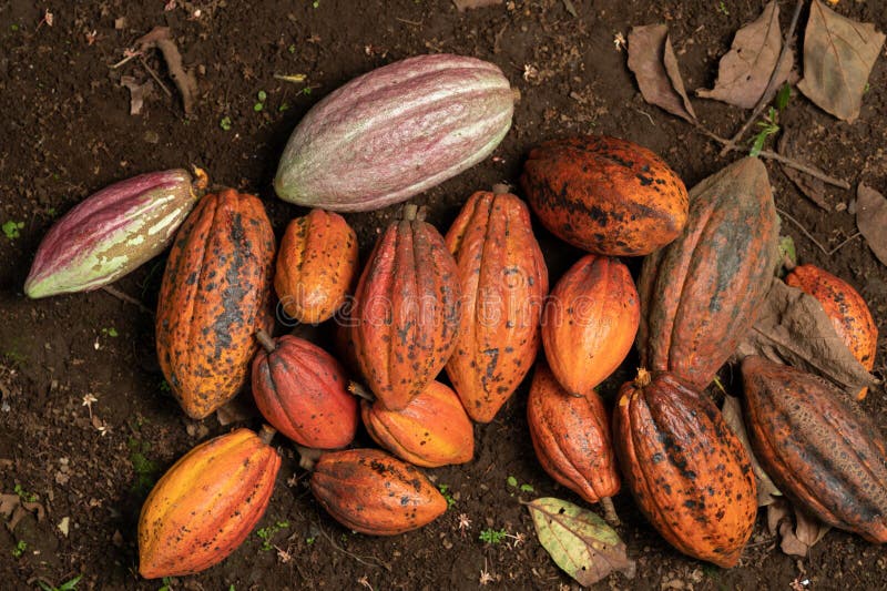 859 Cacao Pod Top View Stock Photos - Free & Royalty-Free Stock Photos ...