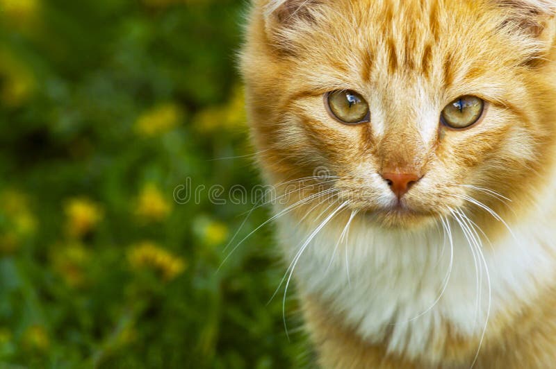 Orange Color Cat. Front View Stock Photo - Image of color, furry: 153885834