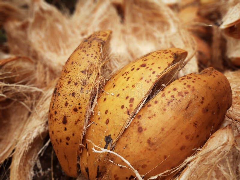 Orange color coconut husk stock photo. Image of background - 211561182