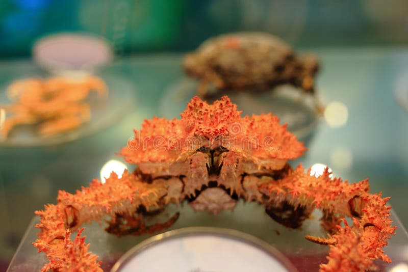 Orange color crab stock photo. Image of bright, crab - 54101678