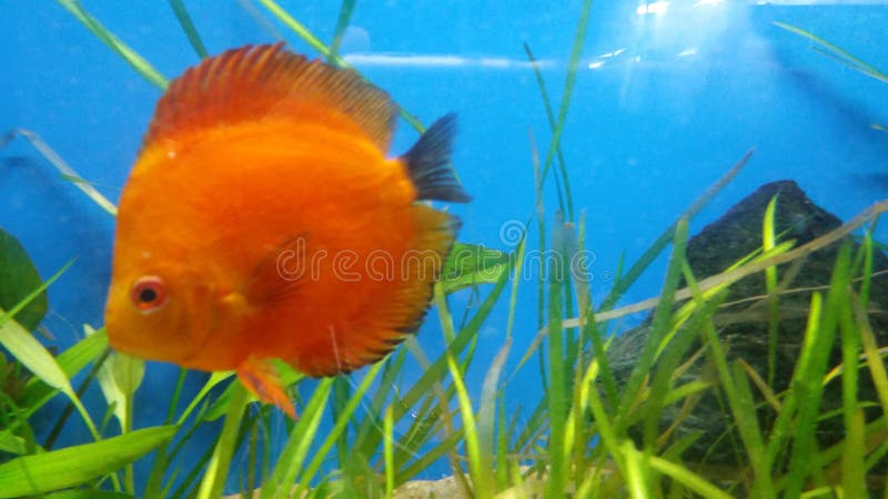 Orange Color Discus in Aquarium Stock Image - Image of orange ...