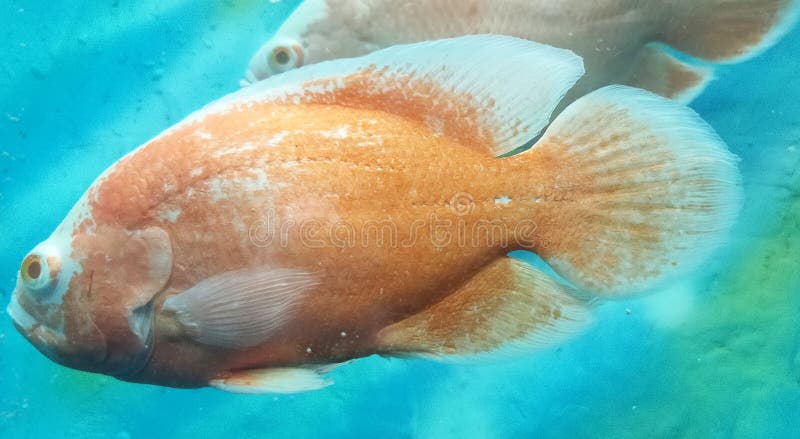 Orange Color Fish in Acquarium Stock Image - Image of mind, case: 265318341