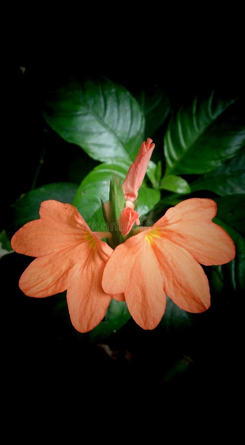 Orange Color Flower stock image. Image of tulip, color - 224181733