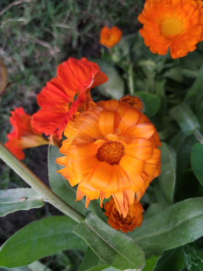 Orange Color Beautiful Flower with Orange Color Dots in Centre Stock ...