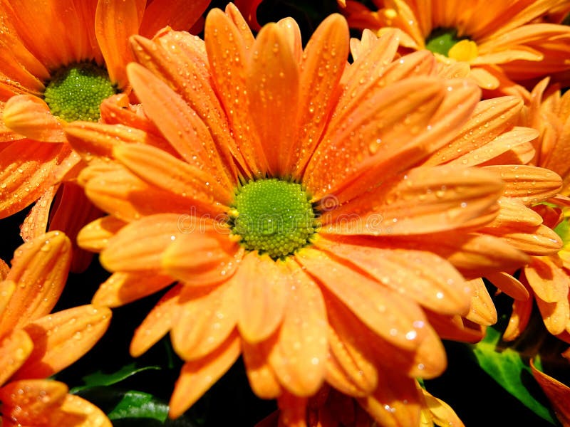 Orange color flower stock photo. Image of color, orange - 92463810