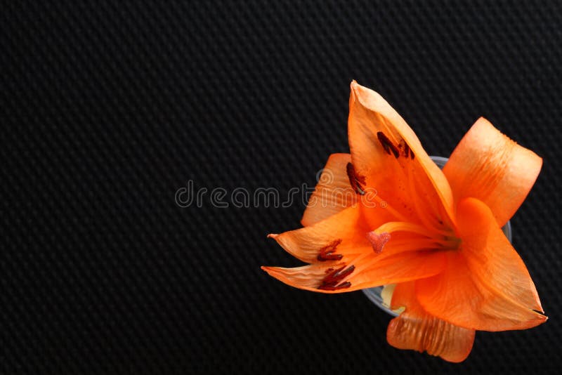Orange color flower scene. stock photo. Image of dark - 105228278