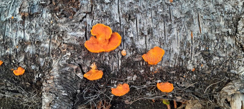 The Orange Color from Fungus Stock Photo - Image of orange, color ...