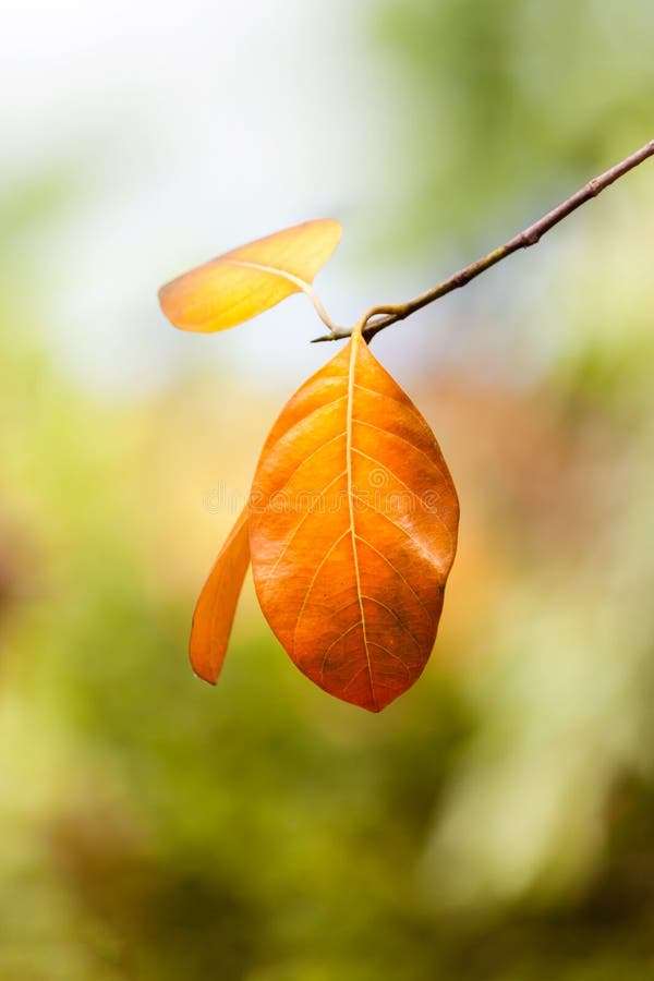 Orange color leaves stock photo. Image of changing, branch - 38334976