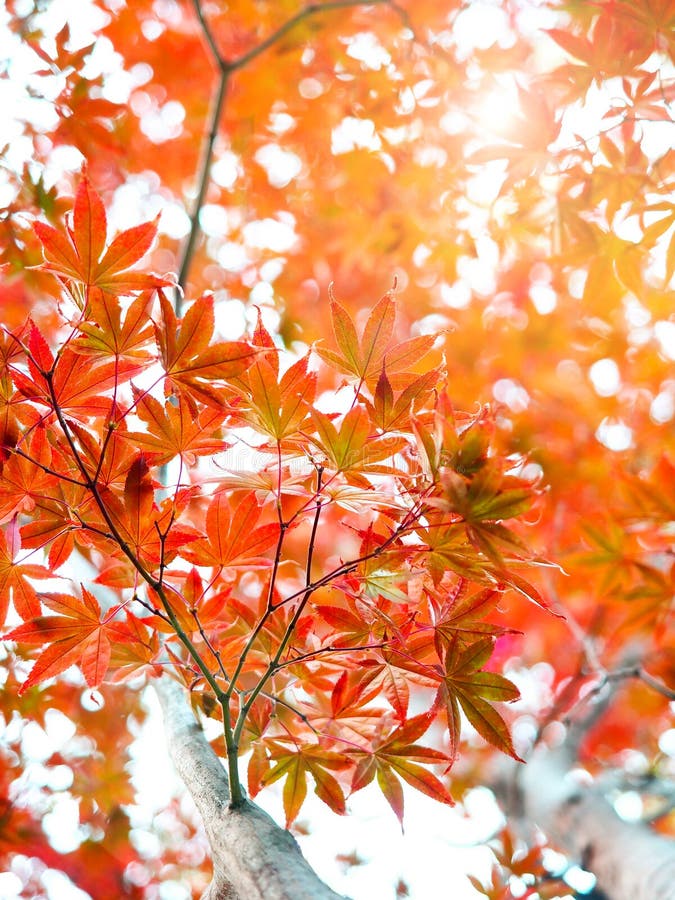 Orange Color Maple Tree in Fall Season. Stock Image - Image of golden ...