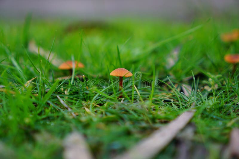 Orange Color Mushroom on Green Grass Stock Photo - Image of growing ...