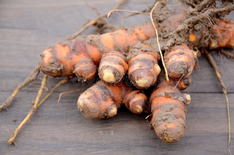 The Orange Color Ripe Turmeric on the Wooden Background Stock Image ...