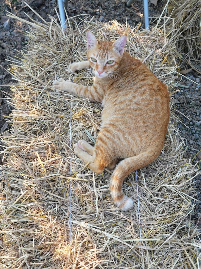 Orange Color Tabby Cat Resting and Looking Up on Yellow Bale of Straw ...