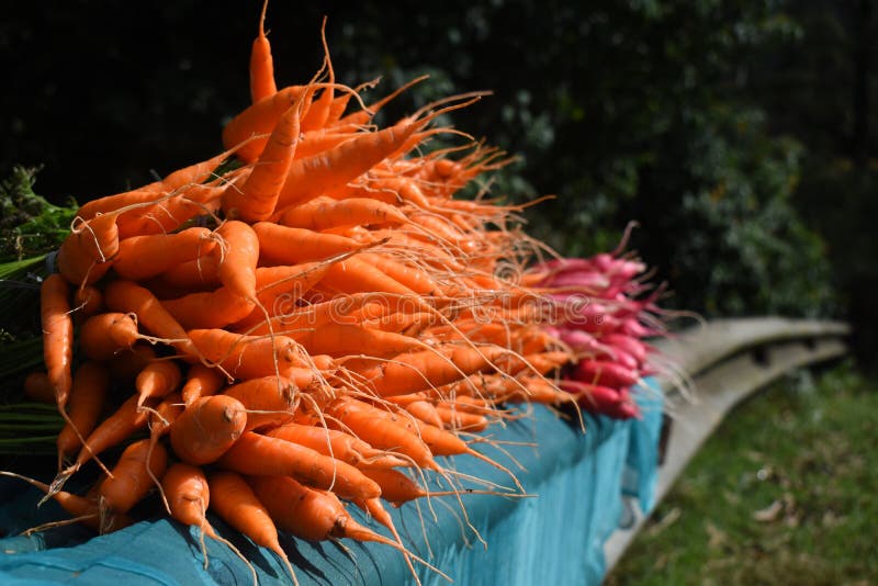 Orange Colored Carrot with Sharp Edged Roots Stock Photo - Image of ...