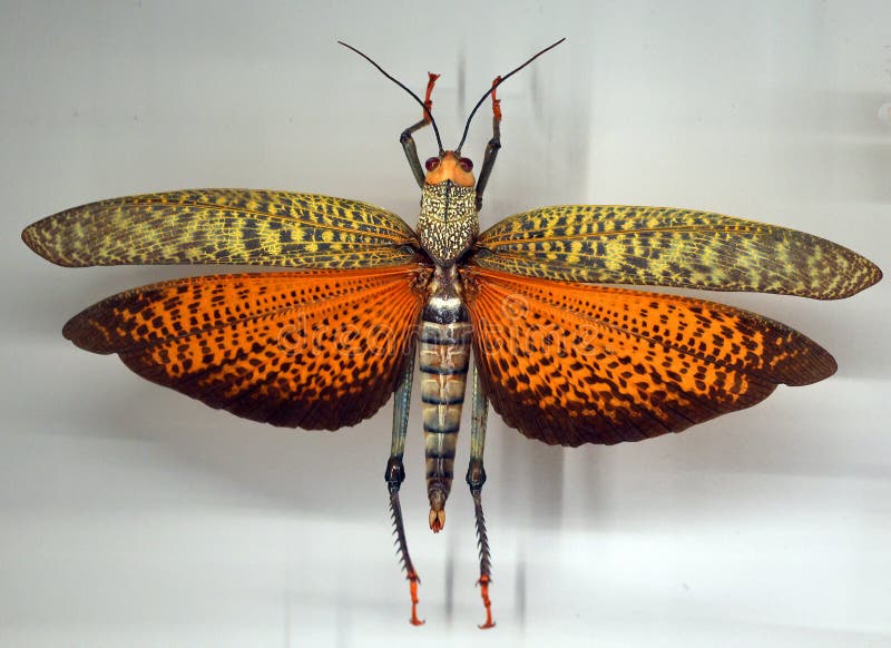 Orange Colored Double Winged Dragonfly Stock Photo - Image of dead ...