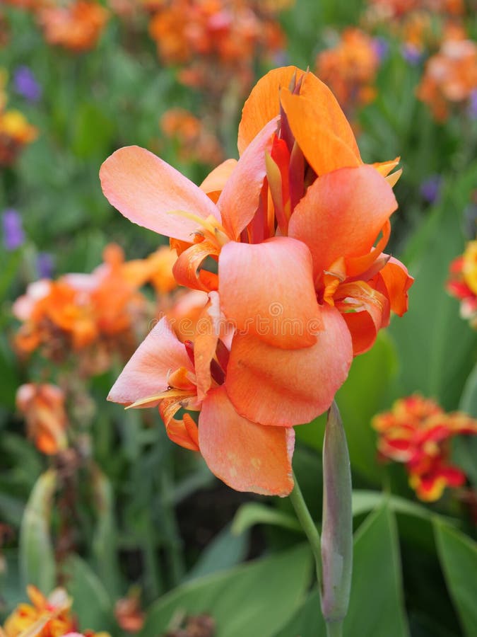 An Orange Colored Flower Growing in a Garden Stock Image - Image of ...