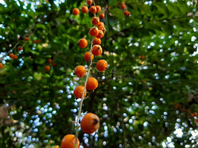 Orange colored fruits stock image. Image of autumn, deciduous - 142502539