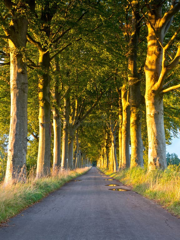 Orange Colored Lane during Sunset Stock Image - Image of golden, gold ...