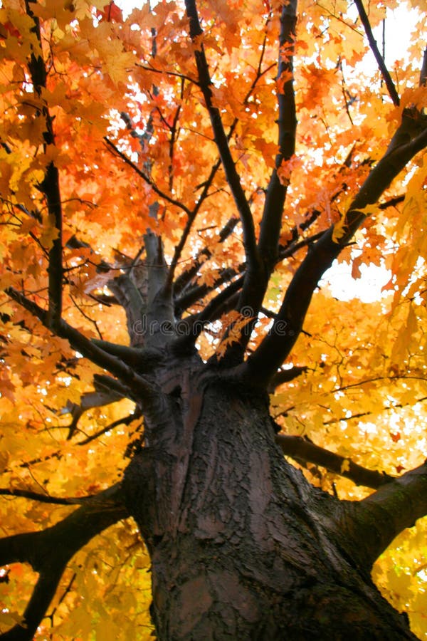 Orange Colored Maple Tree stock image. Image of live, apple - 3541507