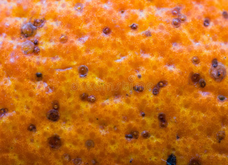 Orange Colored Orange Detailed Texture Close Up Stock Photo - Image of ...