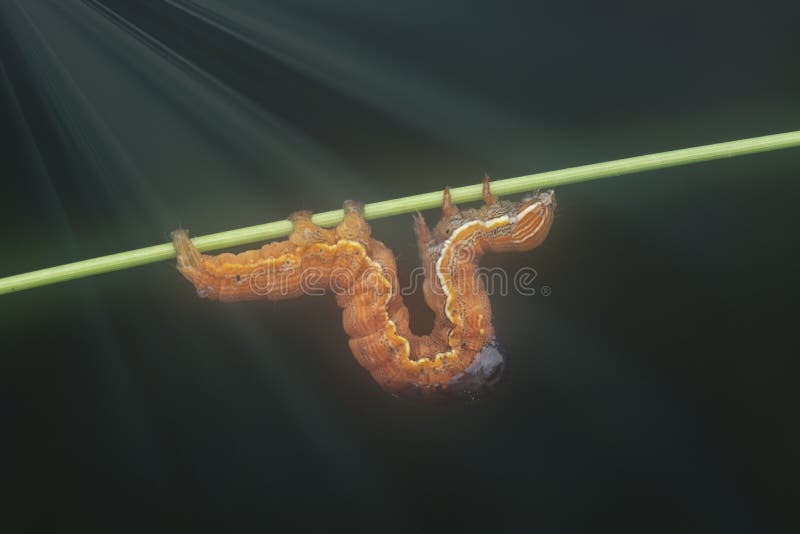 Orange-colored Semilooper Thysanoplusia Orichalcea Noctuidae ...