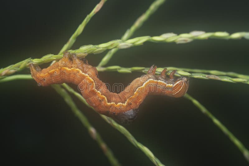 Orange-colored Semilooper Thysanoplusia Orichalcea Noctuidae ...