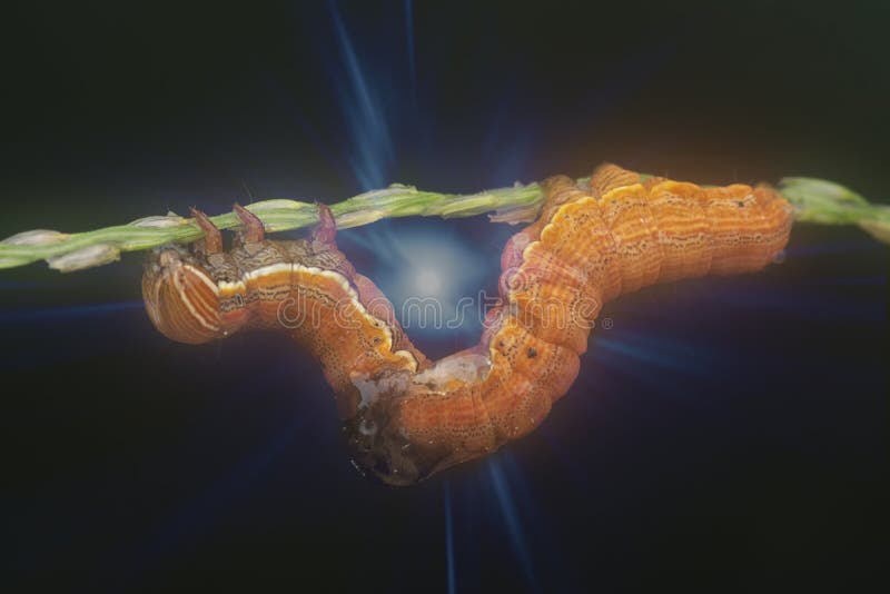 Orange-colored Semilooper Thysanoplusia Orichalcea Noctuidae ...