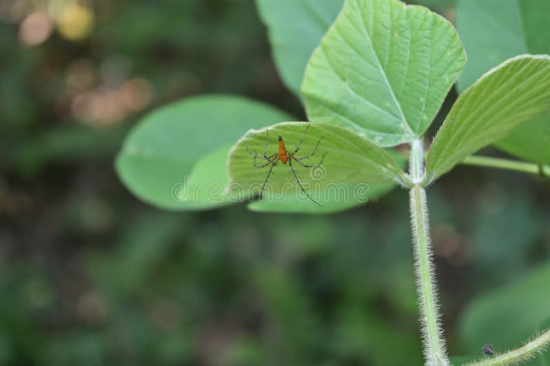 An Orange-colored Striped Lynx Spider on the Underside of a Tropical ...
