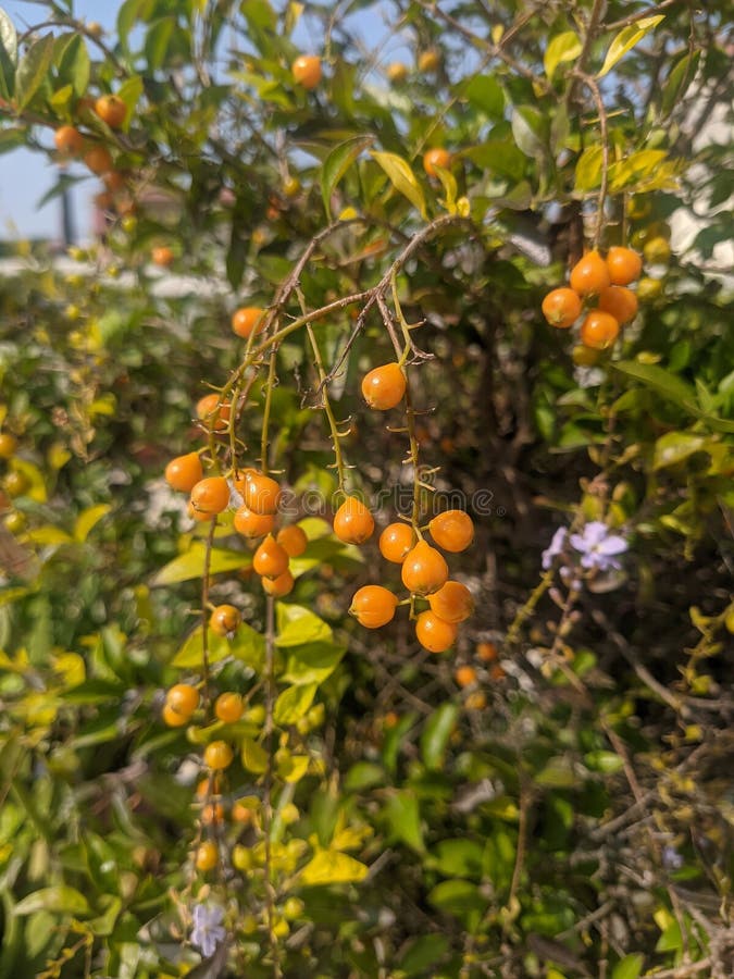 Orange Colored Tiny Fruit of Golden Duranta Stock Image - Image of ...