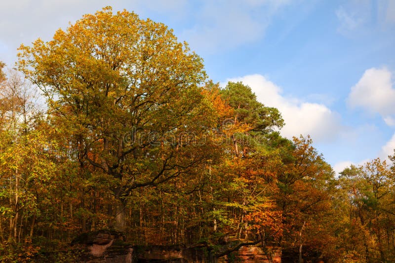 Orange colored tree stock image. Image of natural, trees - 195850157