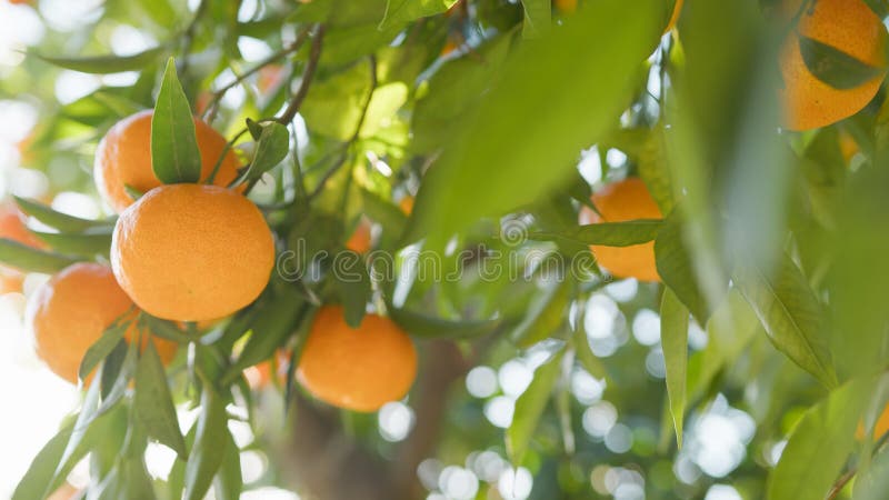 Orange Colors of Mediterranean Fruits Stock Photo - Image of ...