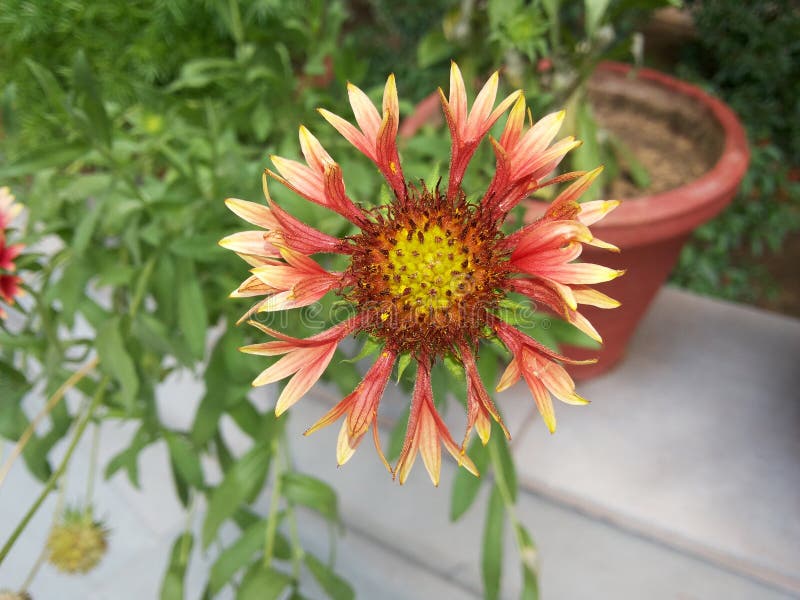 Orange colour flower stock photo. Image of floret, orange - 56737668
