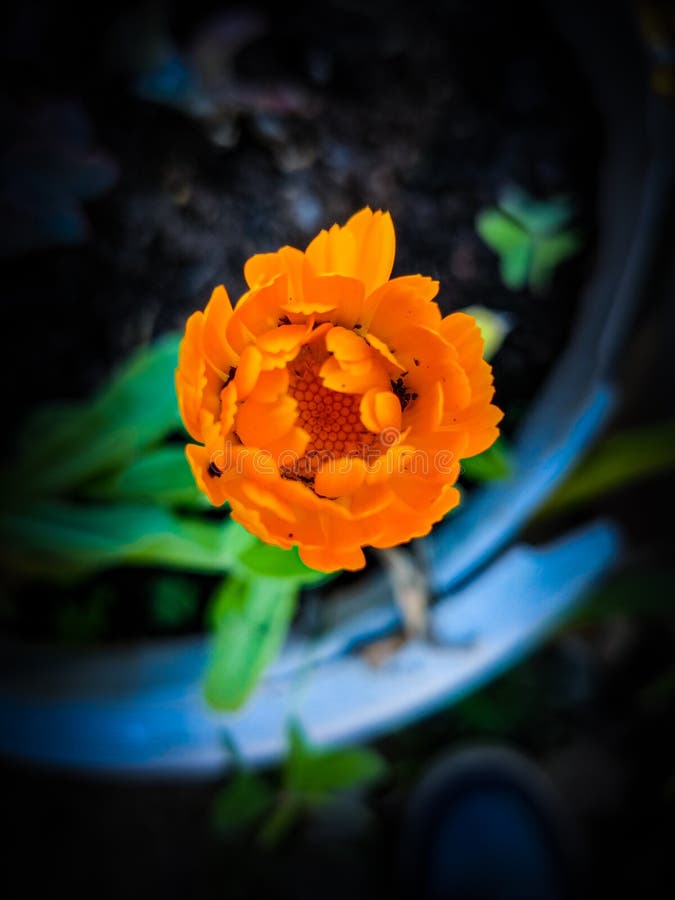 Orange Colour Flower Opening Photography Background Stock Photo - Image ...