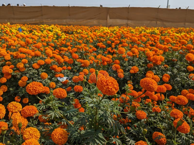 417 Zendu Flower Stock Photos - Free & Royalty-Free Stock Photos from ...