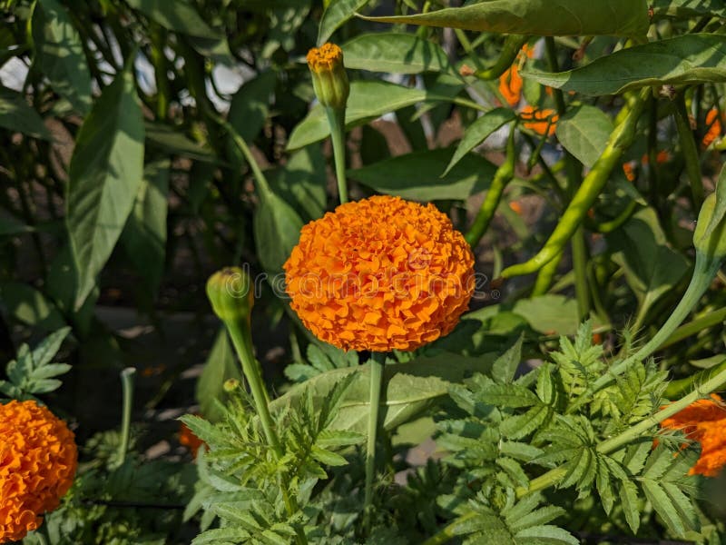 398 Zendu Flower Stock Photos - Free & Royalty-Free Stock Photos from ...