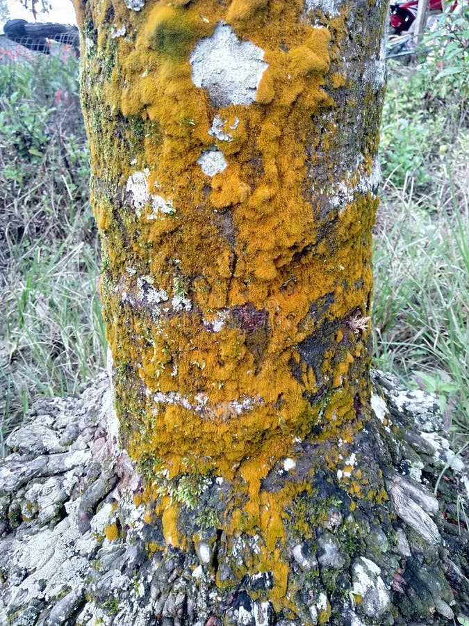 Orange Colour Moss on Betel Nut Tree. Stock Photo - Image of nature ...