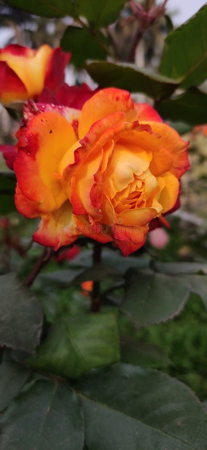 Orange colour Rose ðŸŒ¹ stock image. Image of flowers - 208769399
