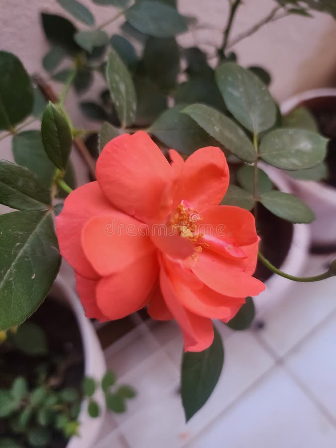 Orange colour rose stock image. Image of flower, nature - 264409237