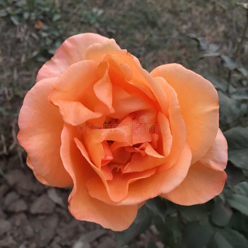 Orange colour Rose Flower stock image. Image of beautiful - 82137327