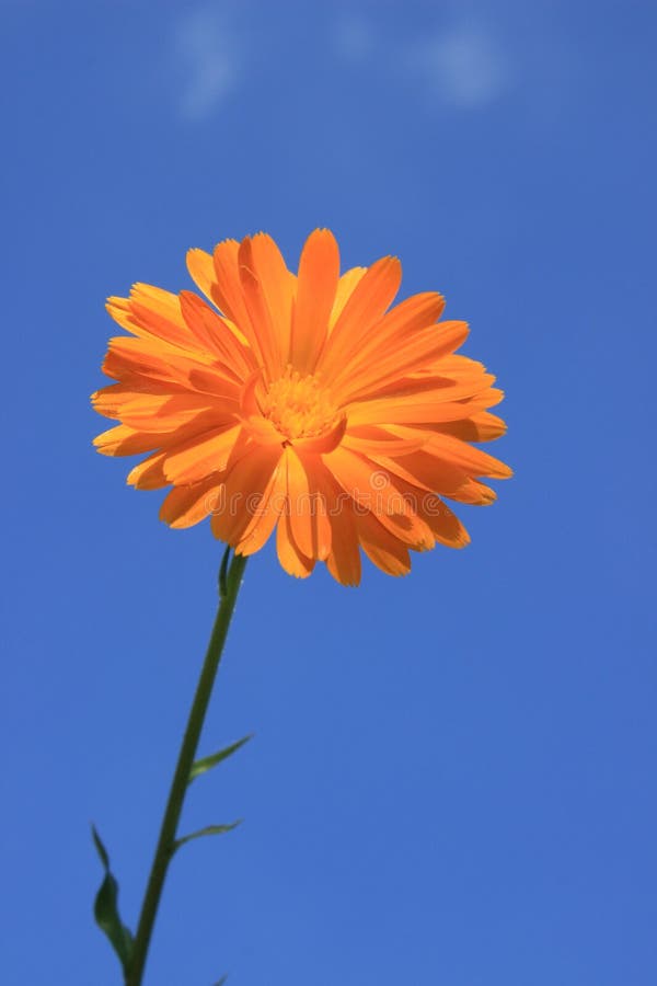Orange Coloured Calendula Flower Against Blue Sky Background Stock ...